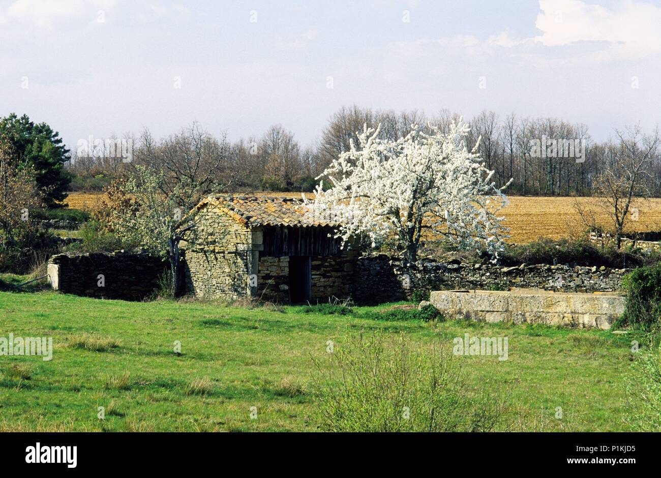 landscape, rural house and flowered almond tree Stock Photo - Alamy
