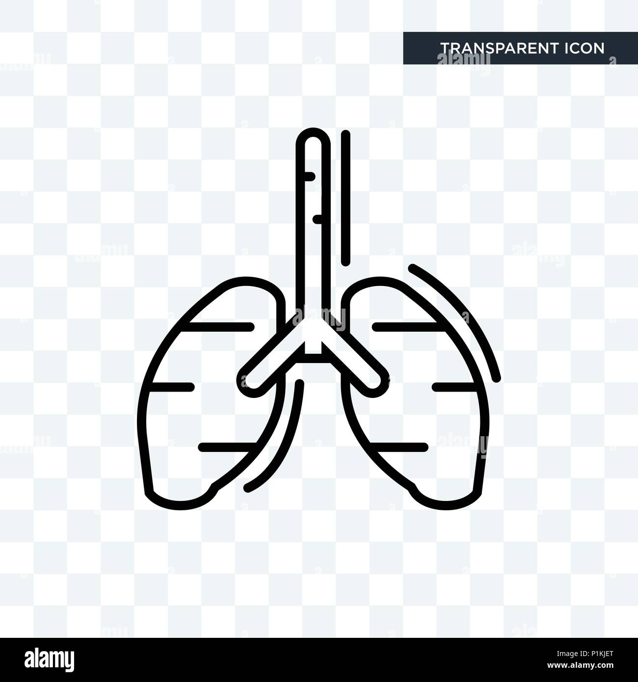 Human Lungs vector icon isolated on transparent background, Human Lungs ...