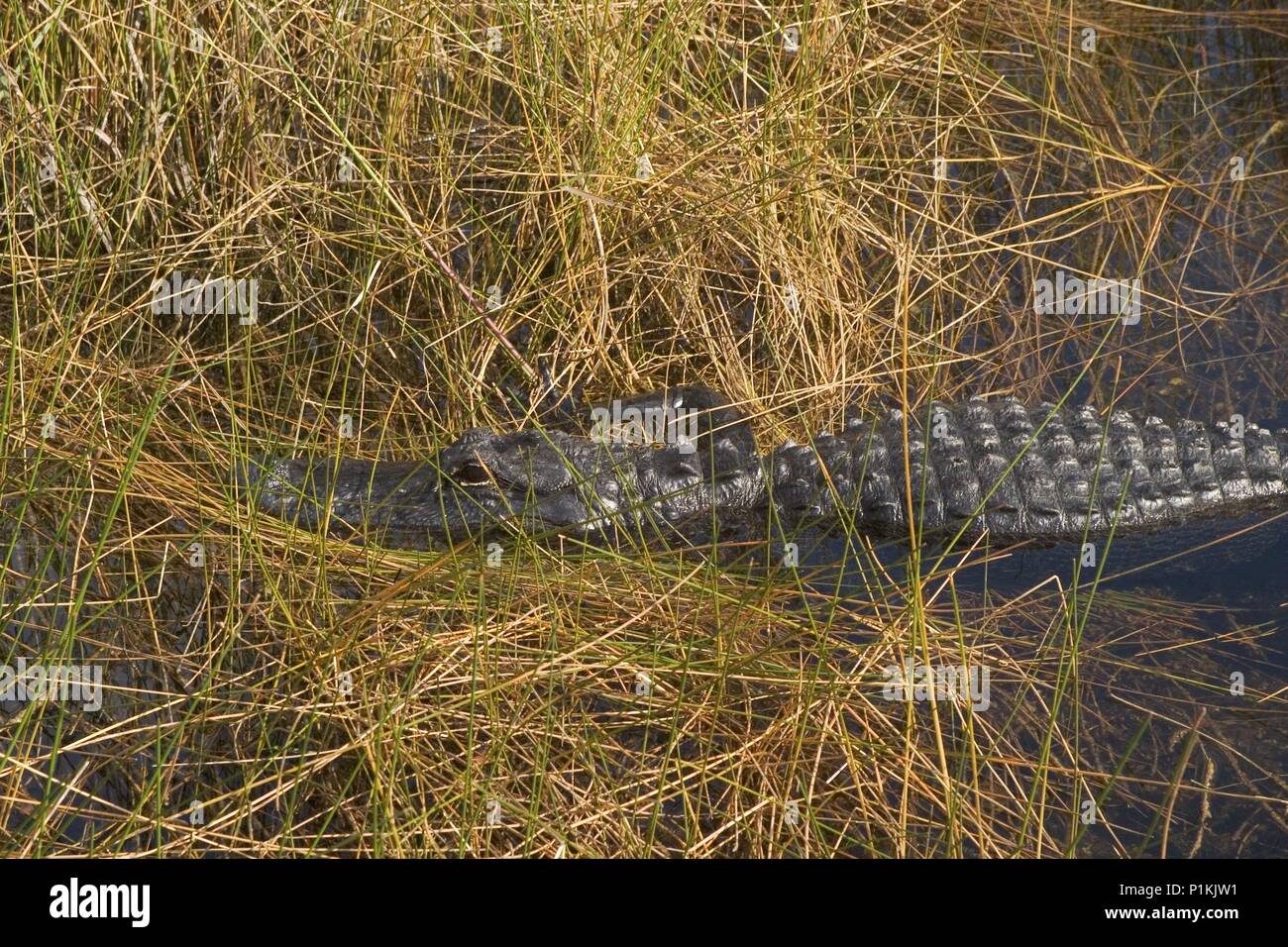 Everglades National Park (parque nacional); caimán ("alligator Stock ...