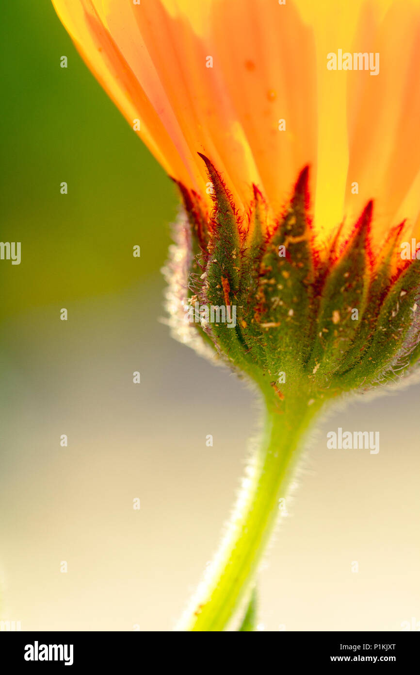 macro photographs of nature Stock Photo - Alamy