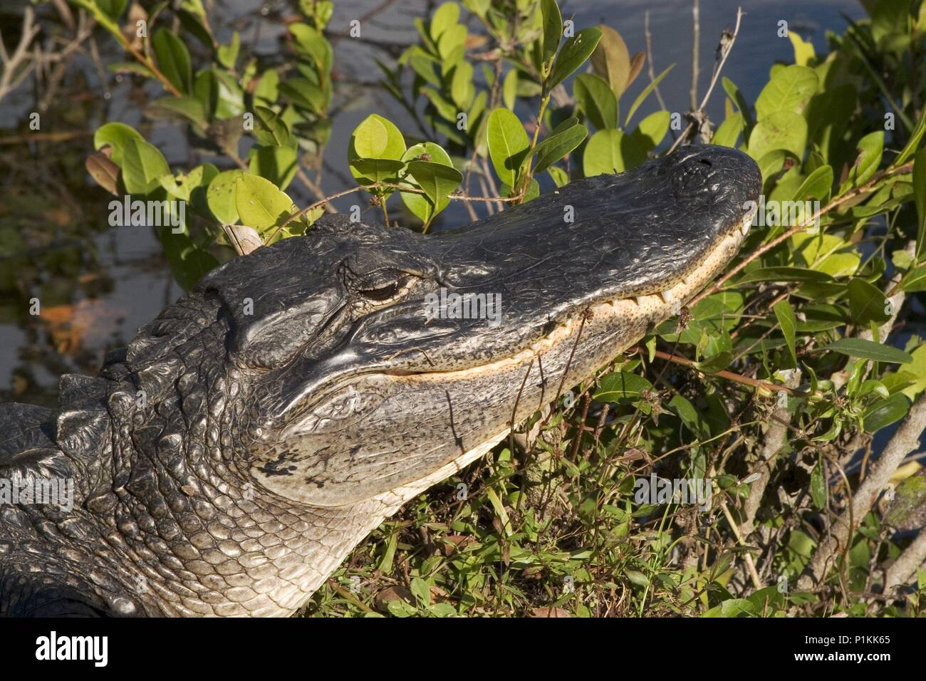 Everglades National Park (parque nacional); caimán ("alligator Stock ...
