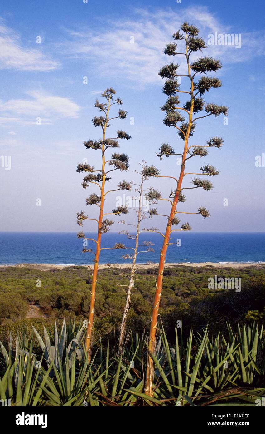 Guardamar dunes hi-res stock photography and images - Alamy