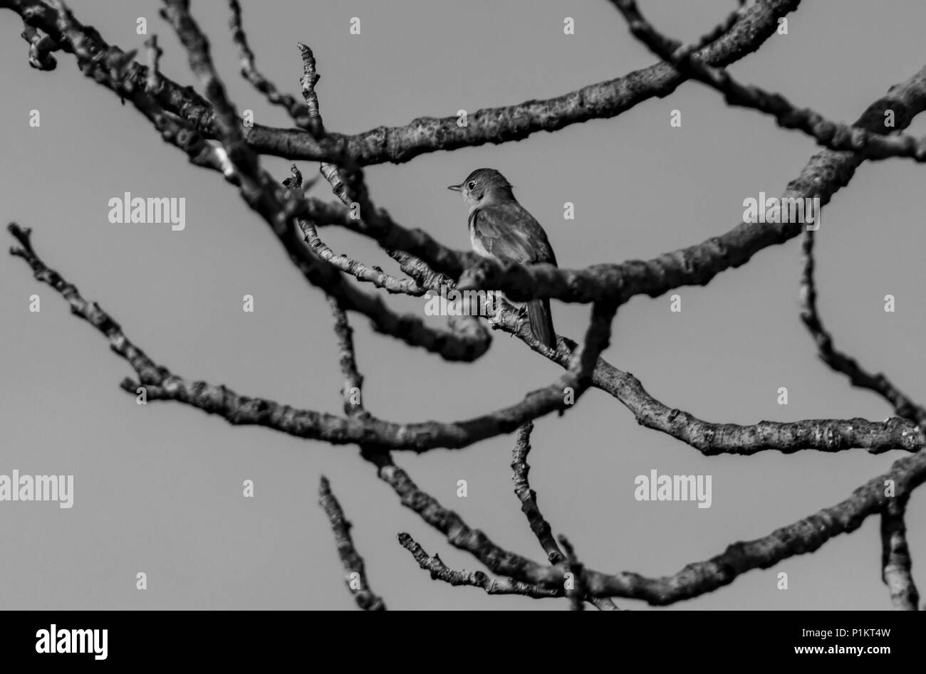 Nightingale brown Black and White Stock Photos & Images - Alamy