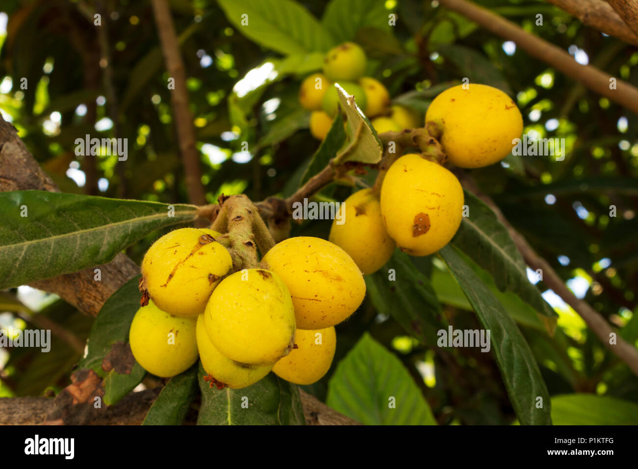Nispero tree hi-res stock photography and images - Alamy