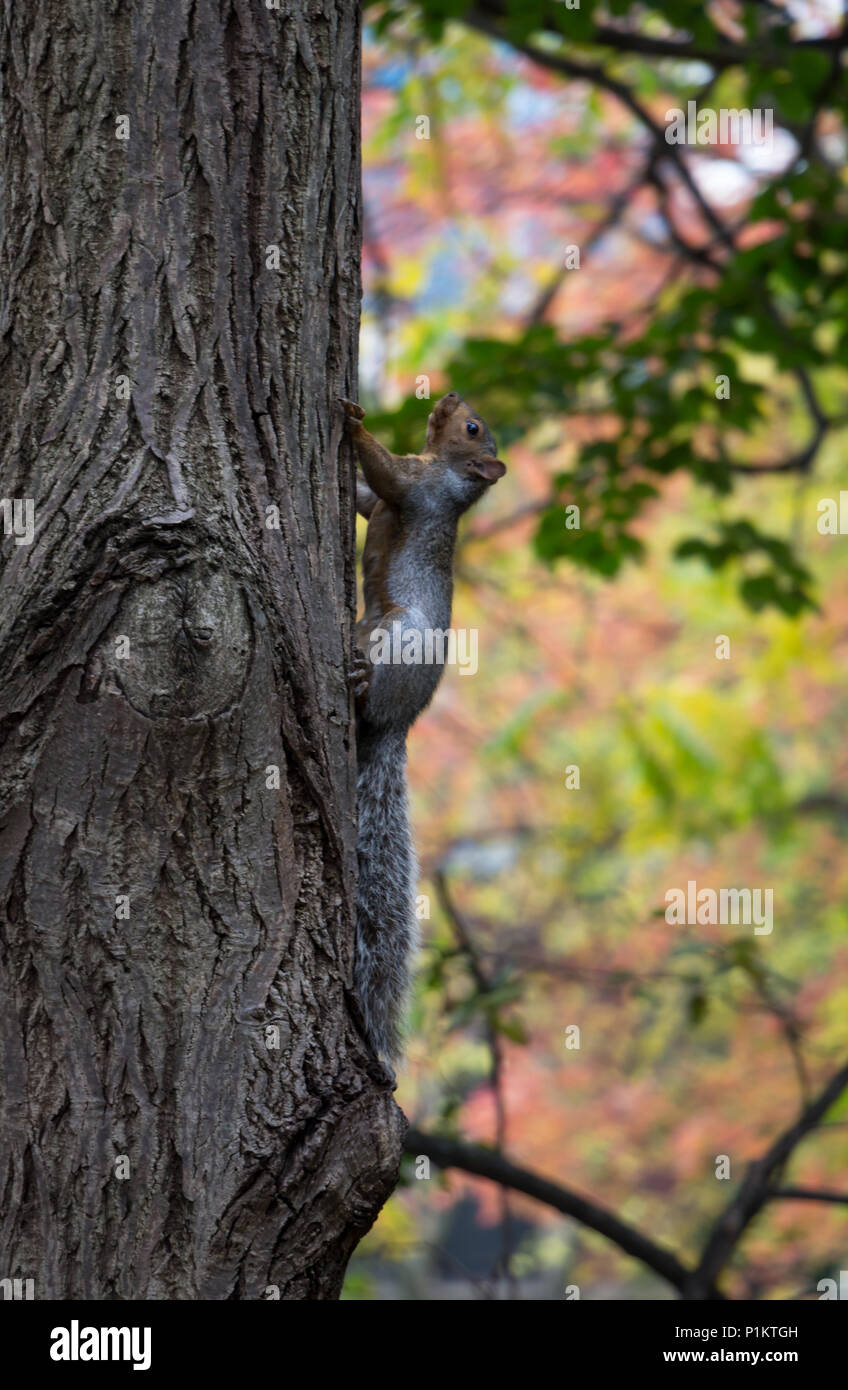 Squirrel on Tree Montréal Canada Stock Photo - Alamy