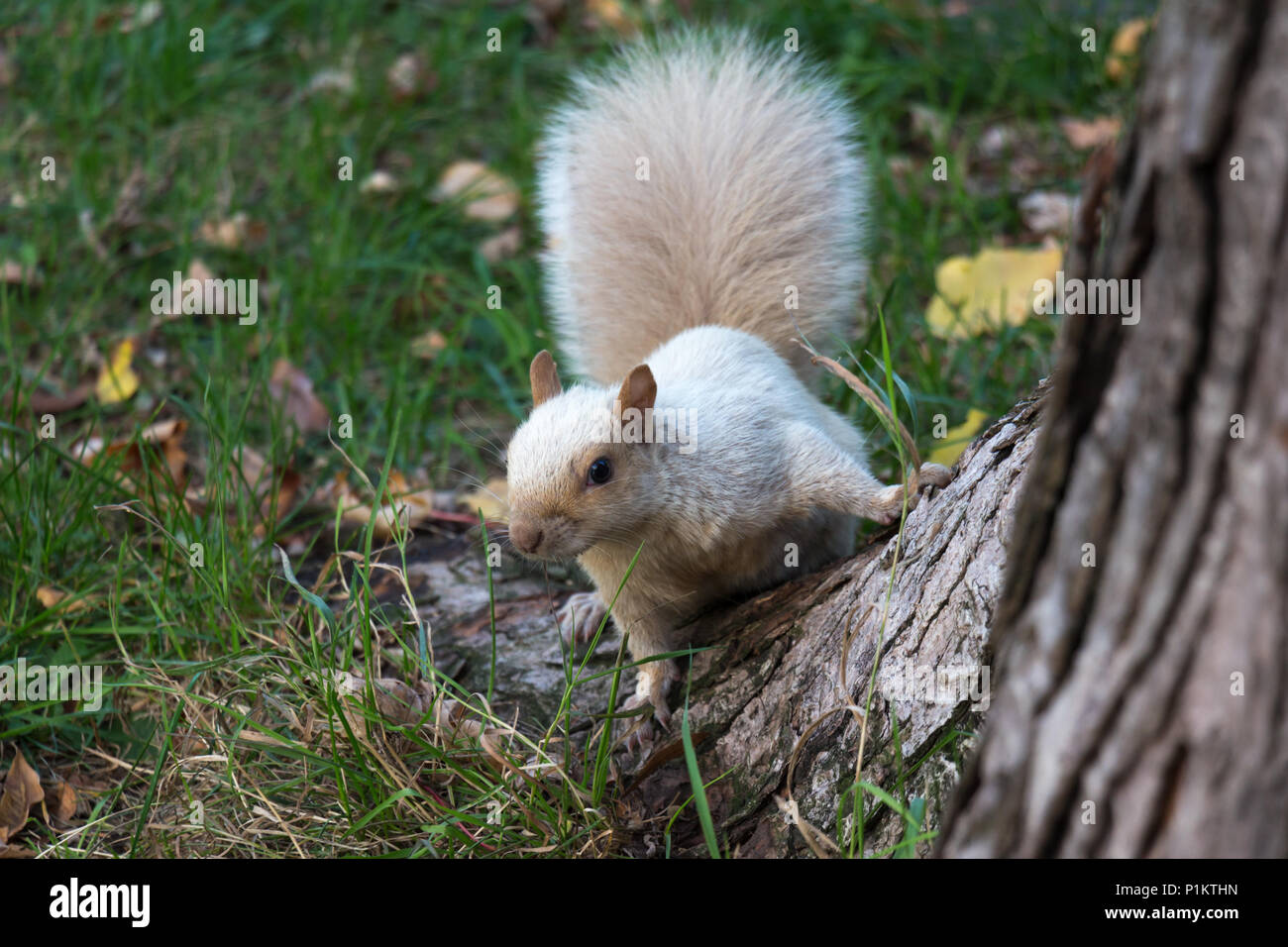 White Squirrel behind Tree Stock Photo - Alamy