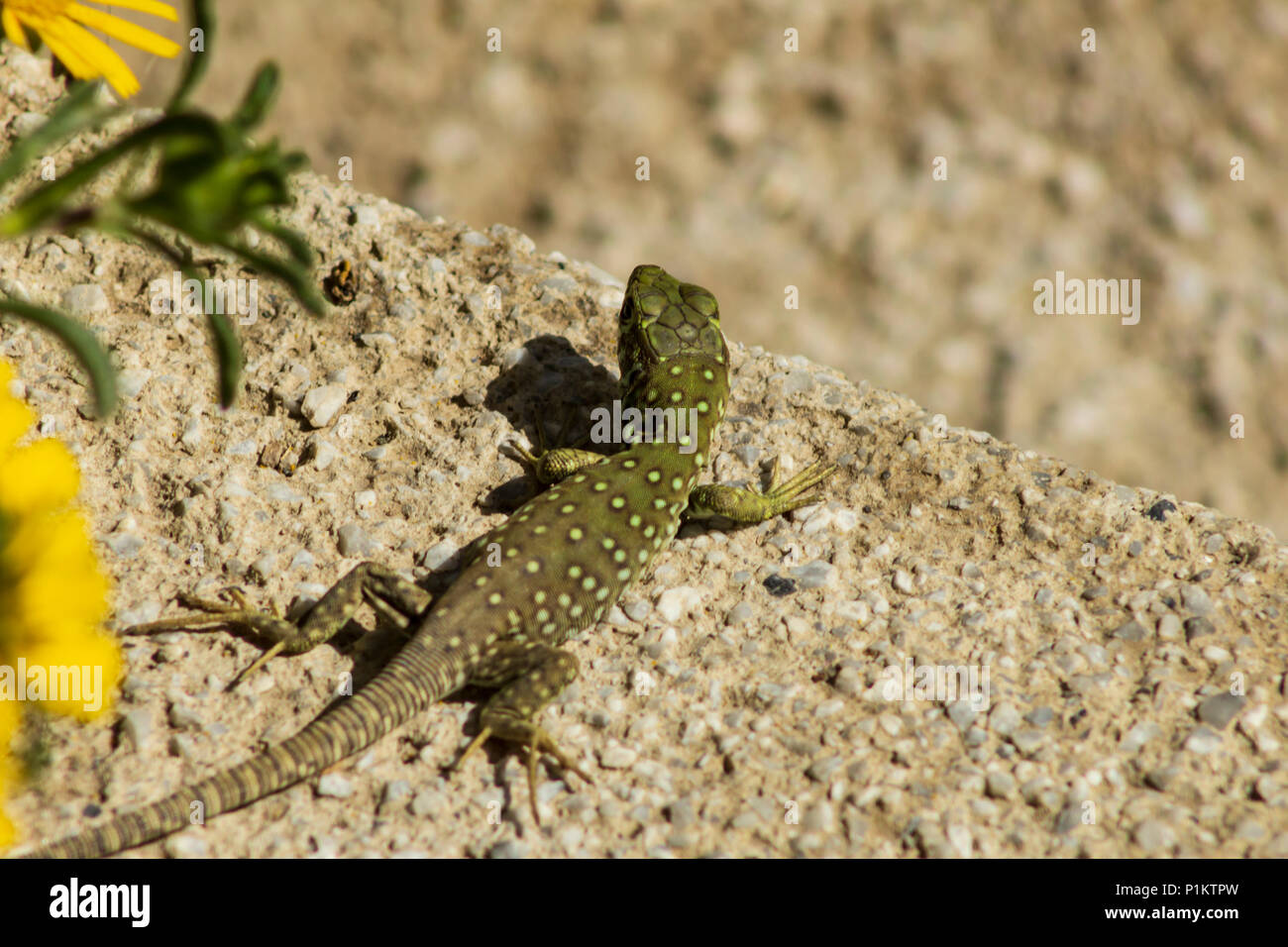 Timon Lepidus Young High Resolution Stock Photography and Images - Alamy