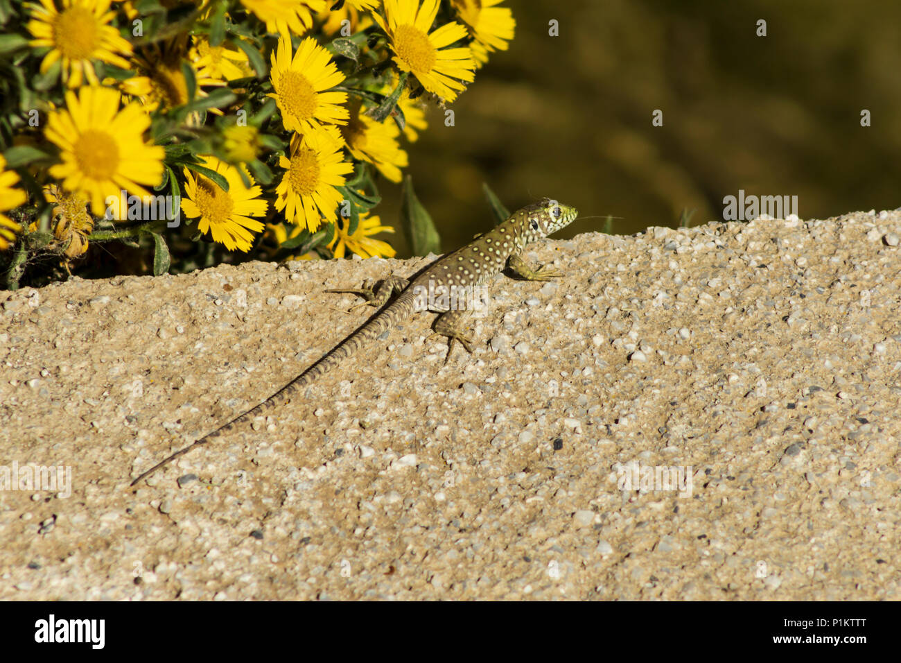 Timon lepidus, Ocellated lizard, Almanzora Valley, Almeria province ...
