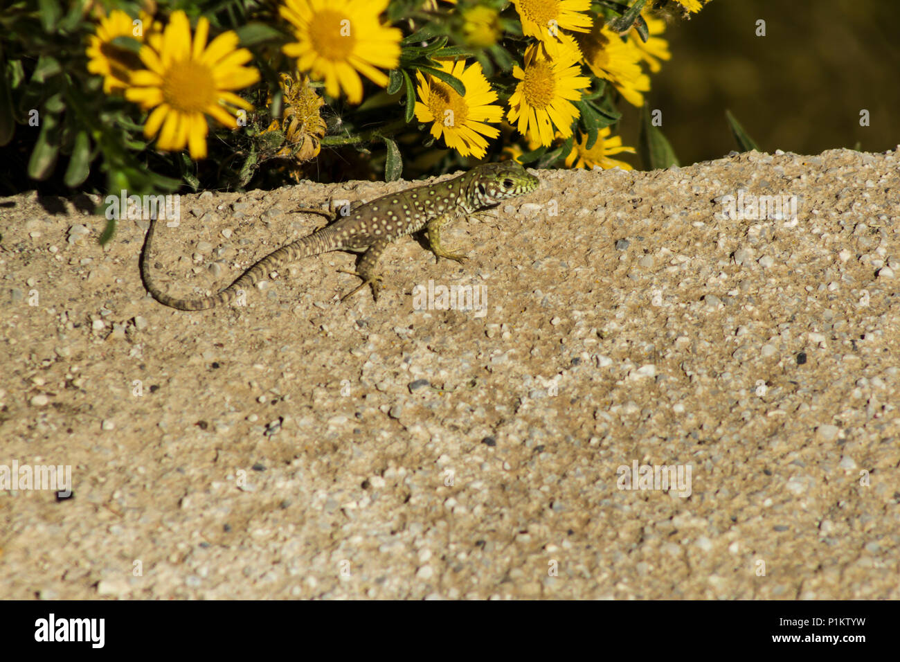 Timon lepidus, Ocellated lizard, Almanzora Valley, Almeria province ...