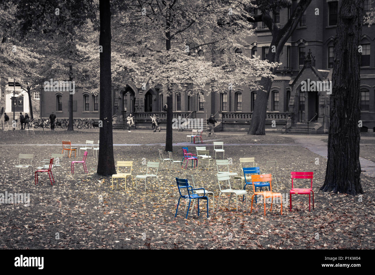Colored Chairs under Trees Harvard University Stock Photo - Alamy
