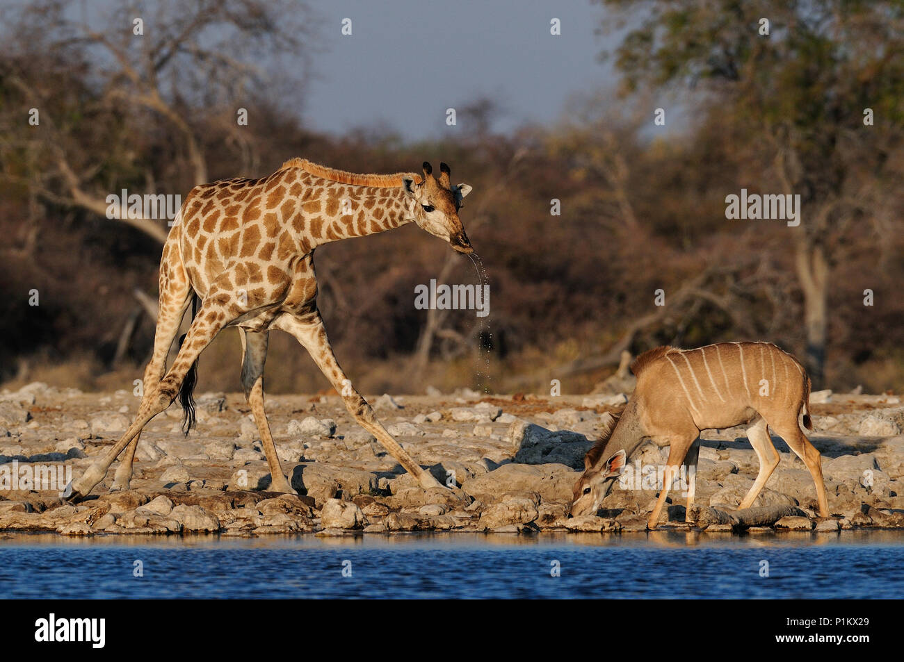 Kudu head and neck hi-res stock photography and images - Alamy