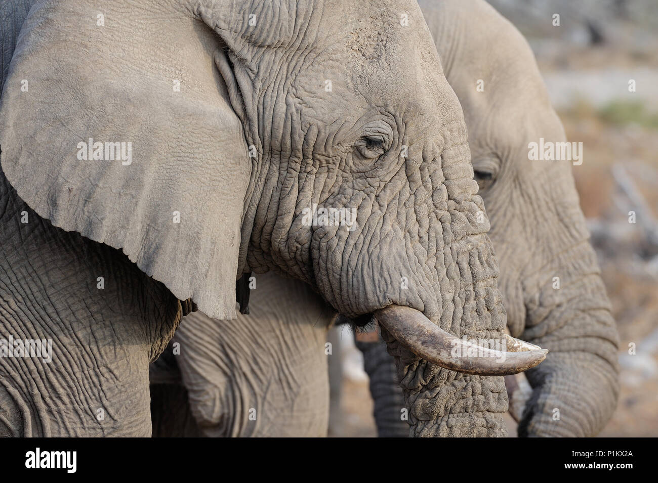Elephant friends heads hi-res stock photography and images - Alamy