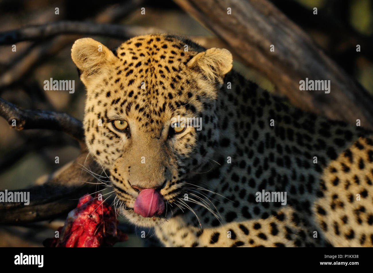 Leopard in morning light hi-res stock photography and images - Alamy