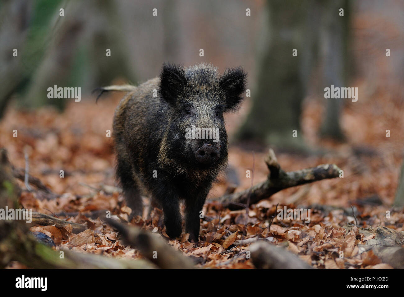 Wild boar in the forest, (sus scrofa Stock Photo - Alamy