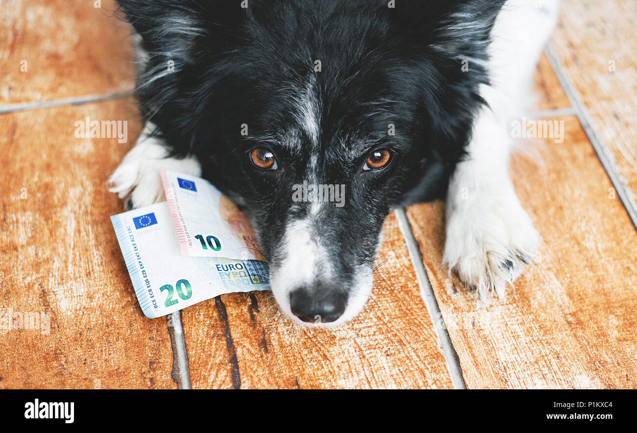 Cute Dog Watching the Money. The Black and White Border Collie with ...