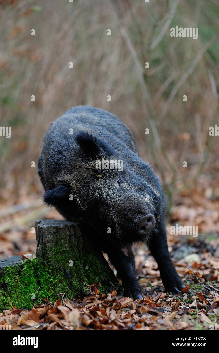 Wild boar female in the forest, (sus scrofa Stock Photo - Alamy