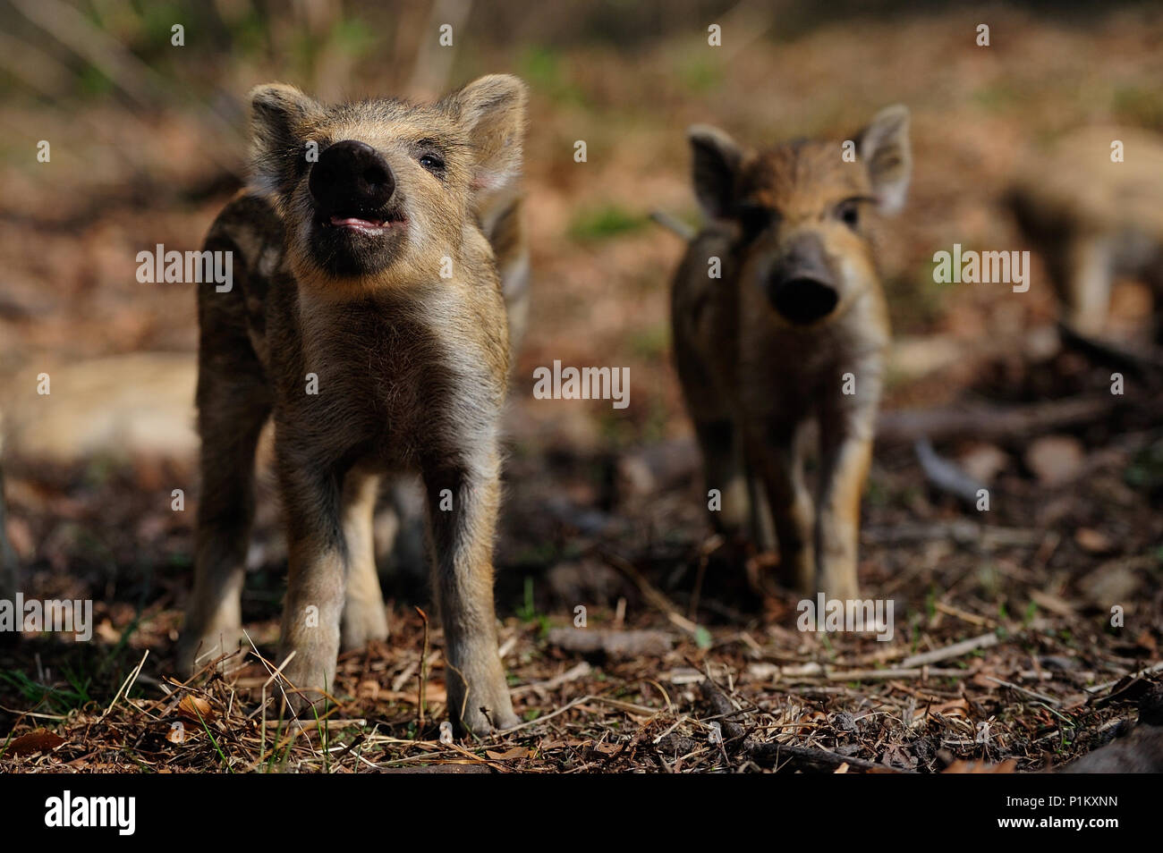 Wild boar piglets in the forest, spring, (sus scrofa Stock Photo - Alamy