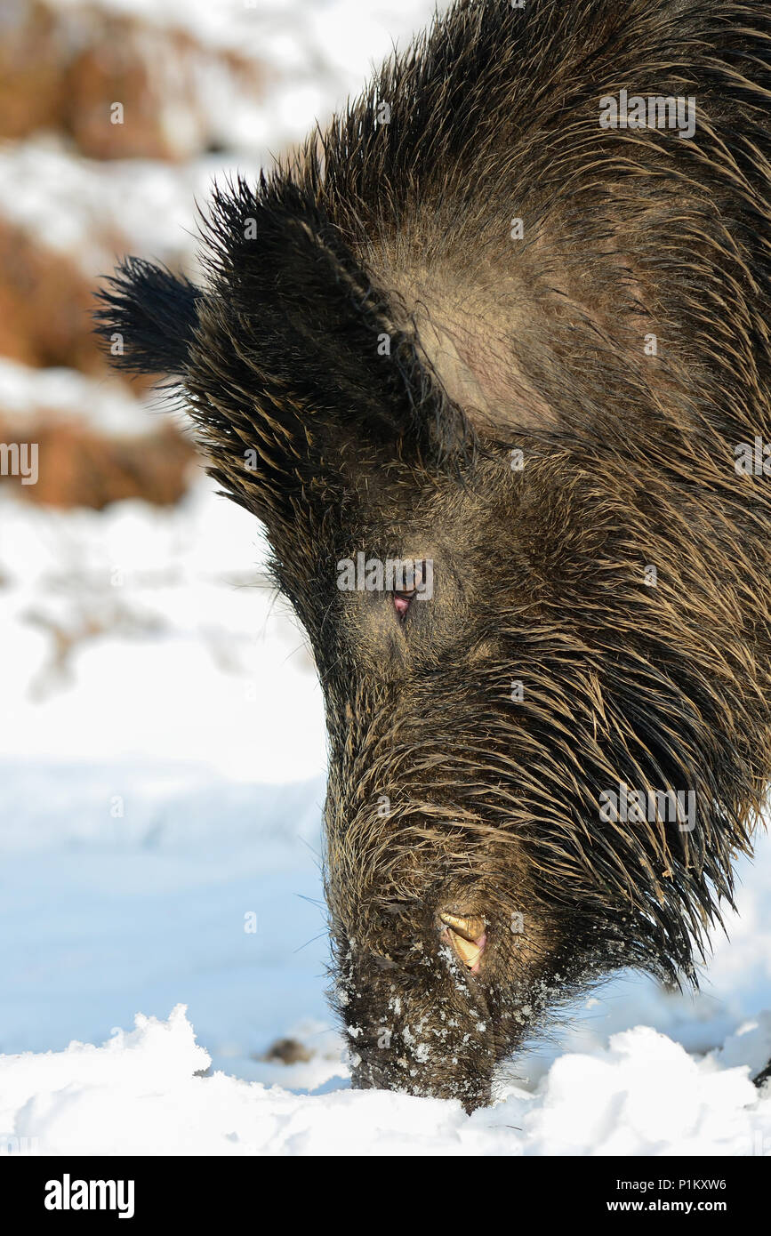 Wild boar male head portrait, winter, (sus scrofa Stock Photo - Alamy