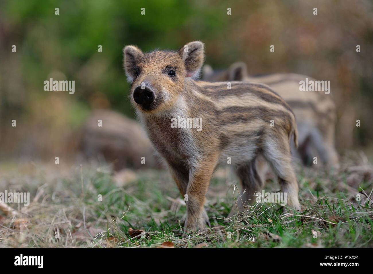 Wild boar piglets in the forest, spring, (sus scrofa Stock Photo - Alamy