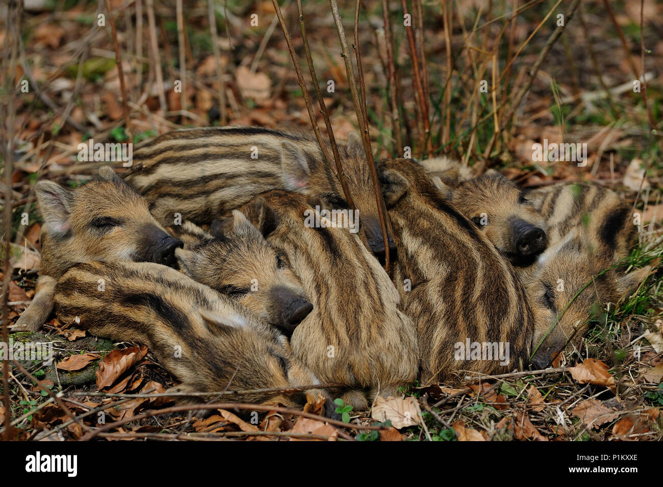 Wild boar piglets sleep together, spring (sus scrofa Stock Photo - Alamy