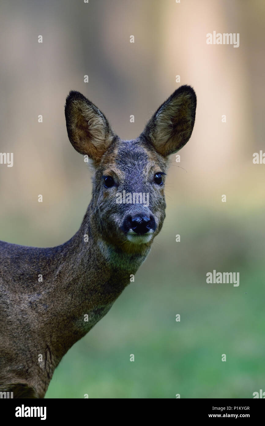 Roe deer head portrait, march, spring, (capreolus capreolus Stock Photo ...