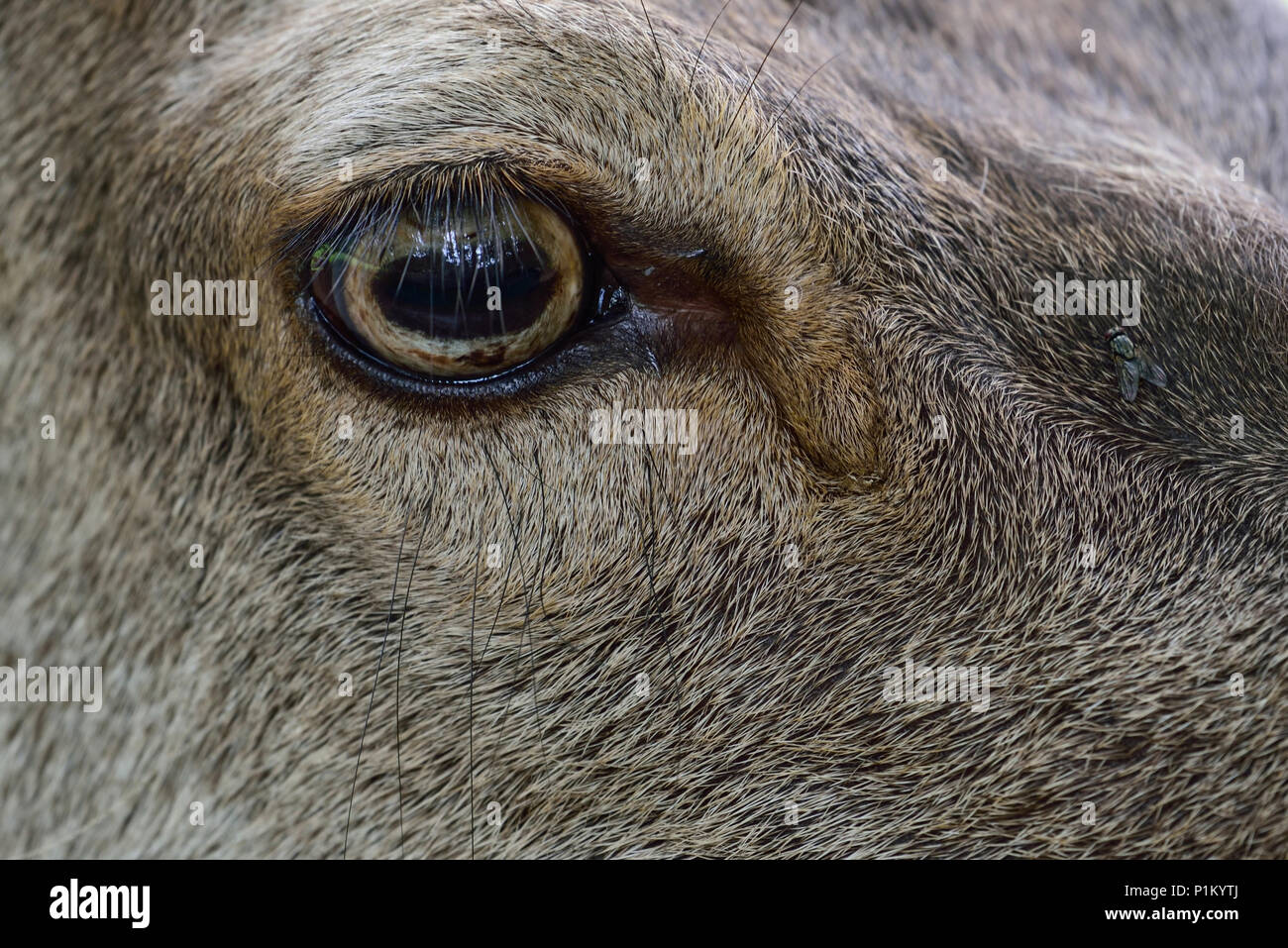 Deer fly eye hi-res stock photography and images - Alamy