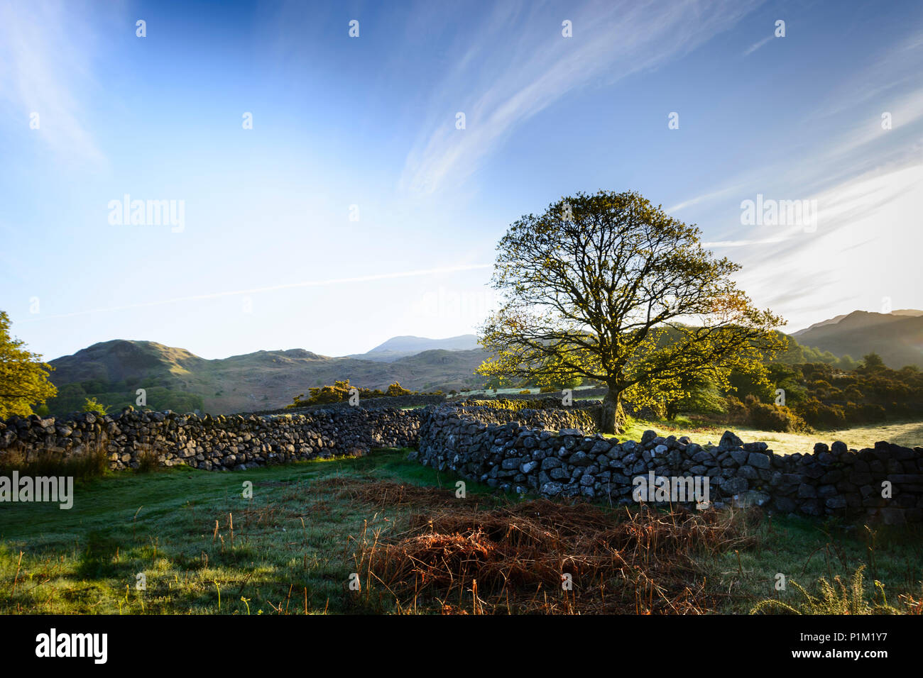 Trees in Eskdale at sunrise, Lake District, Cumbria, England Stock ...