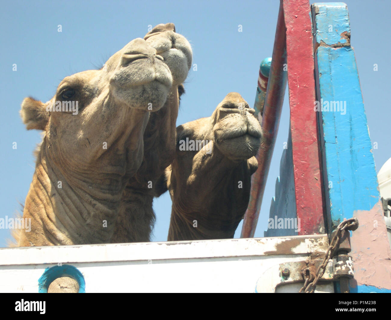 Kuwait camels hi-res stock photography and images - Alamy