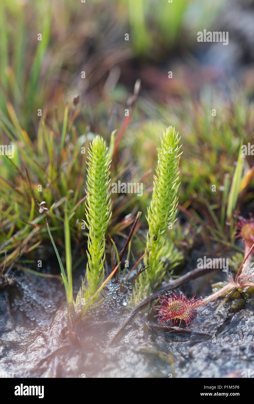 Club Mosses Labeled