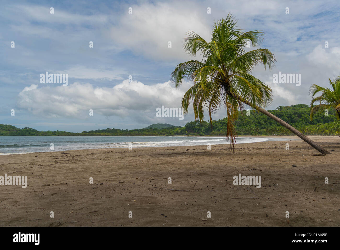 Slanted palm hi-res stock photography and images - Alamy