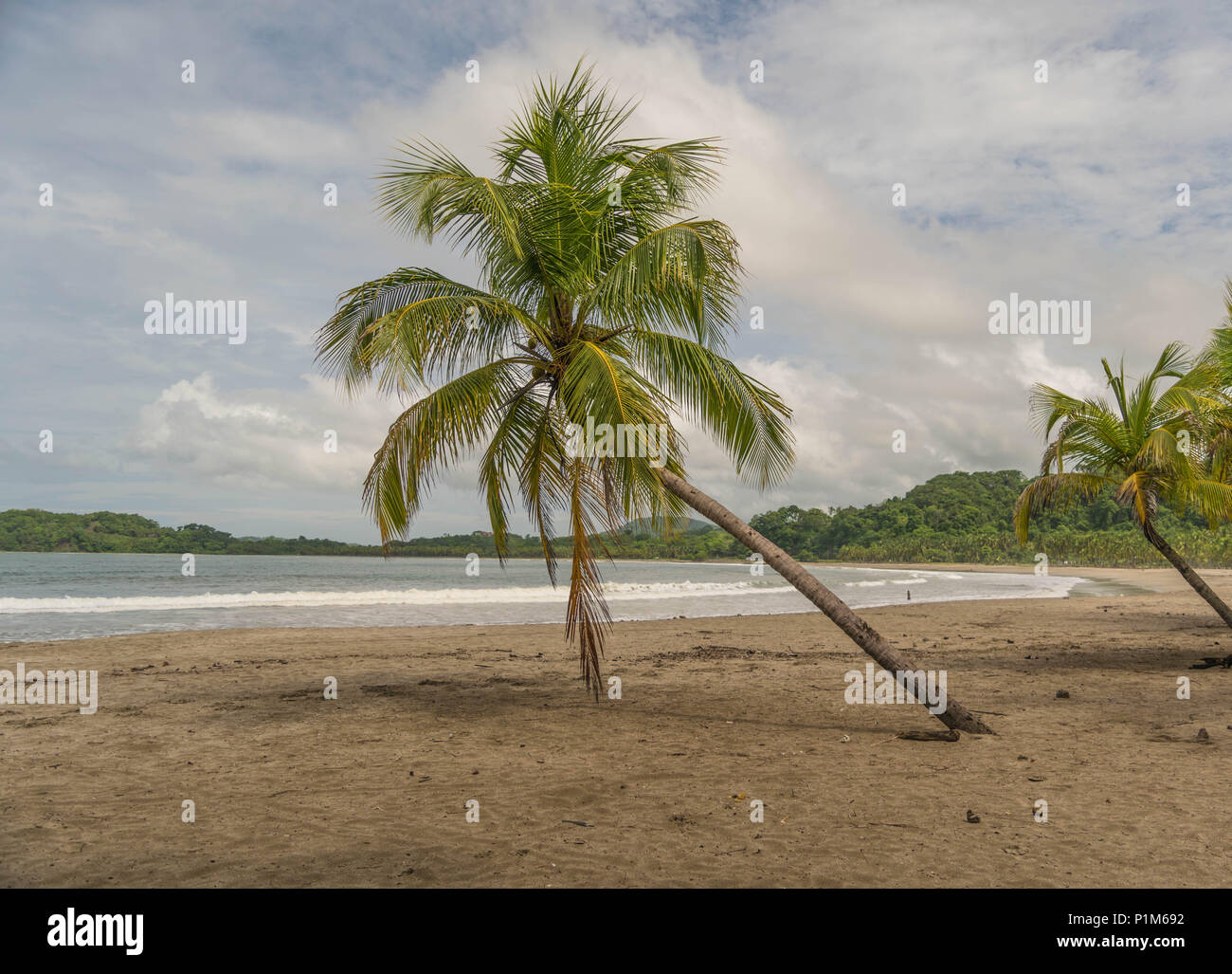 Slanted palm tree on Carrillo Beach, with the ocean and mountains in ...