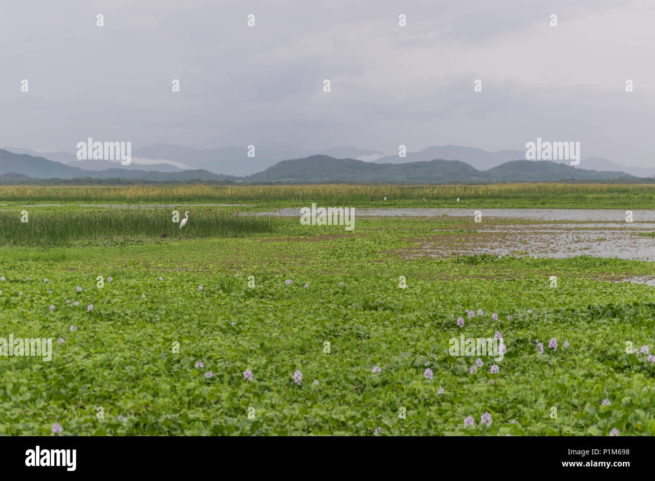 Tropical Wetlands-view from the observation deck at Palo Verde National ...