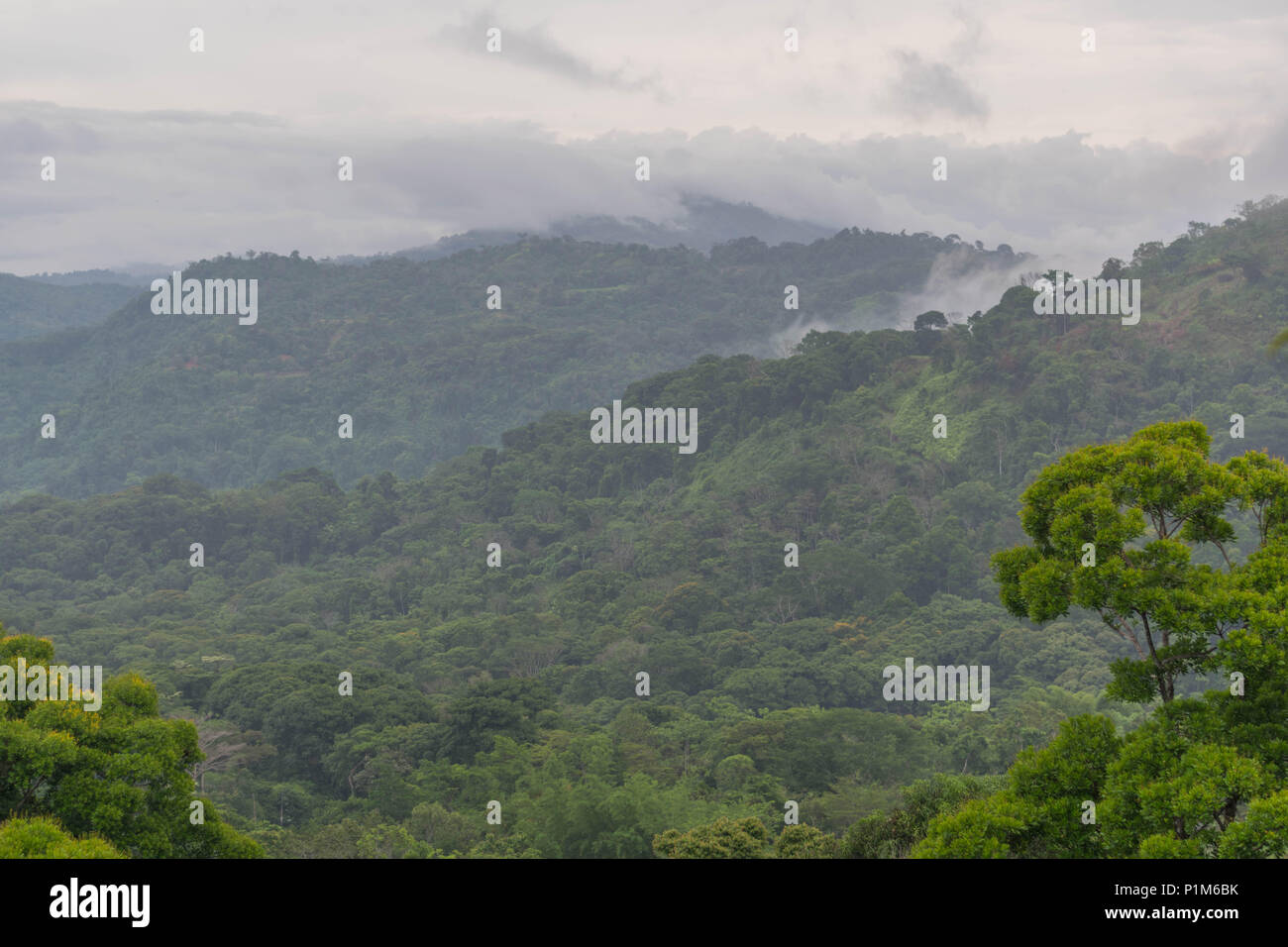 Looking out across a rain forest, with misty clouds, in Costa Rica's ...