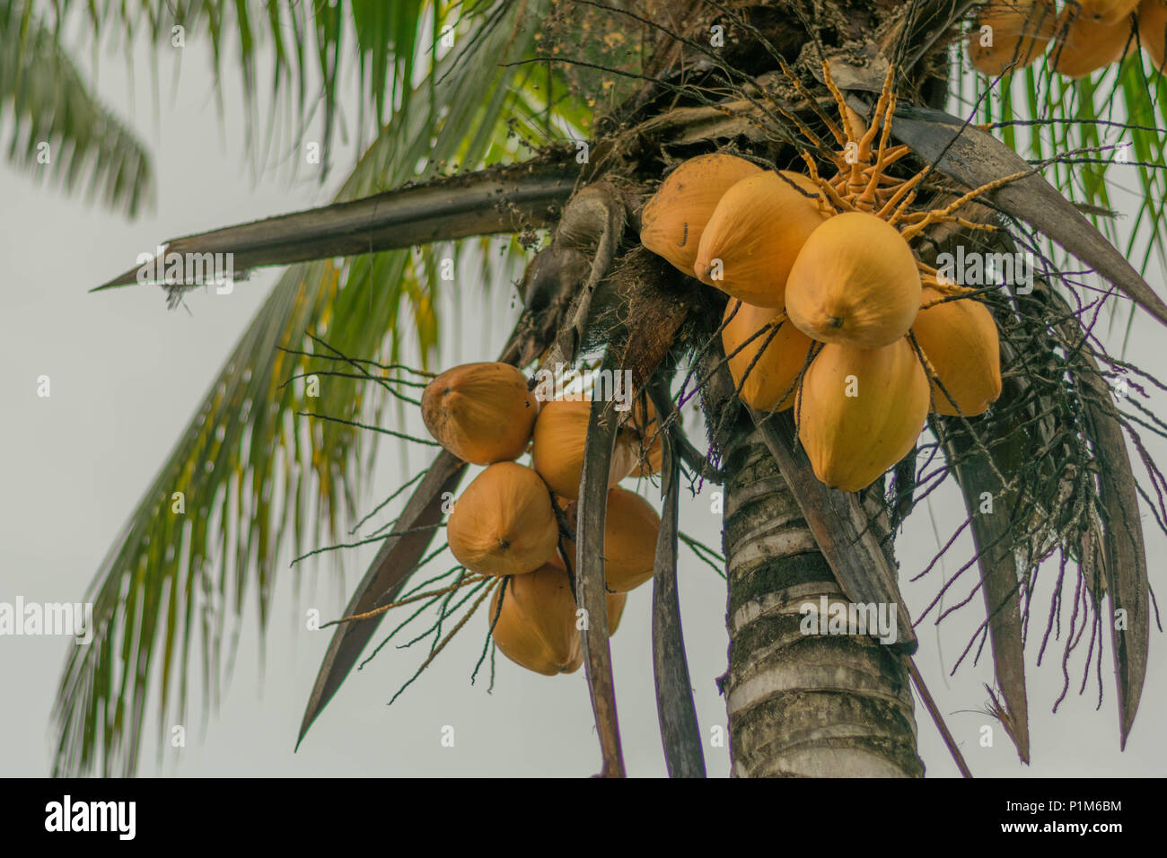 Palm Tree Fronds Growth High Resolution Stock Photography and Images ...