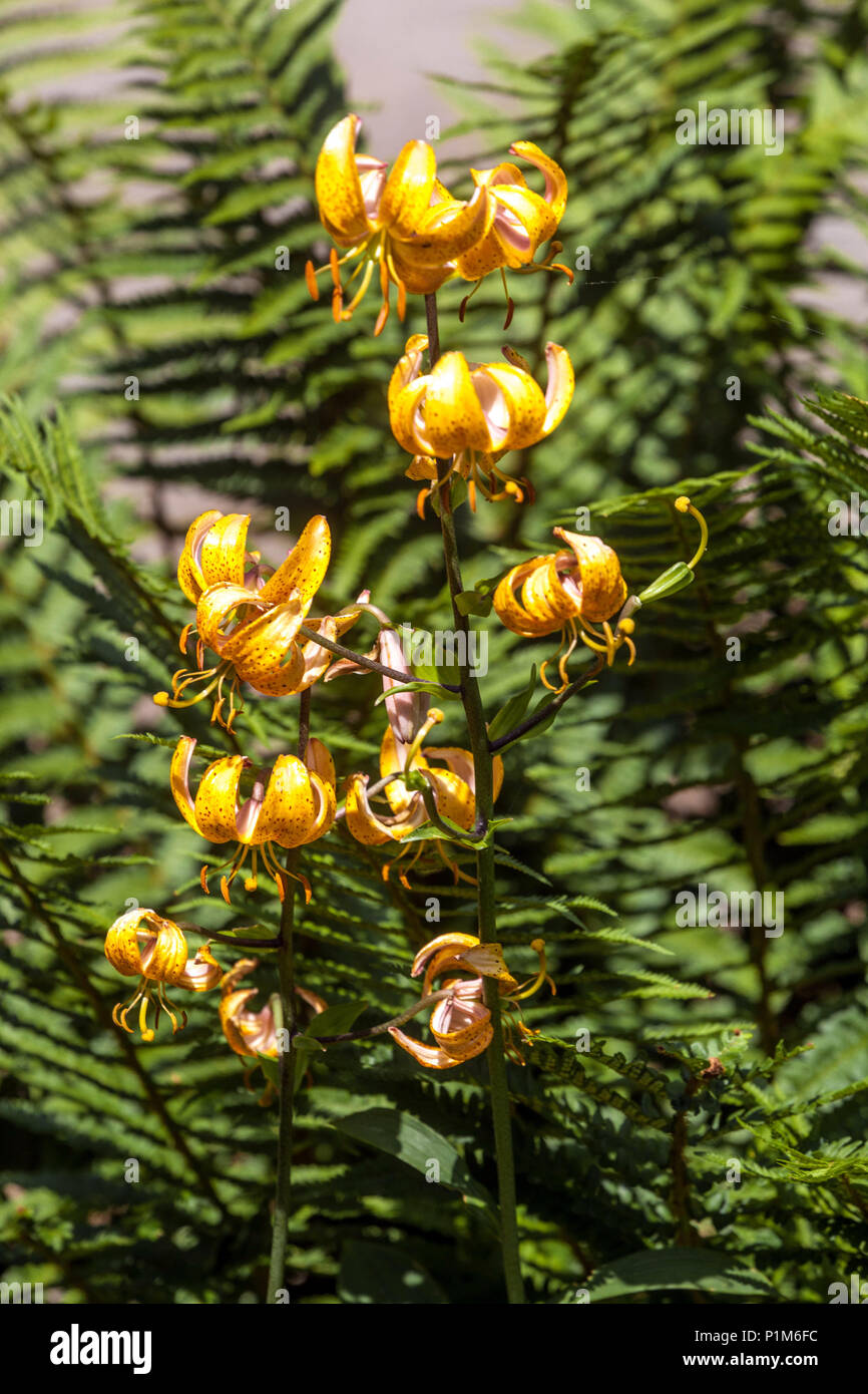Turk's Cap Lily Lilium martagon fern Stock Photo - Alamy