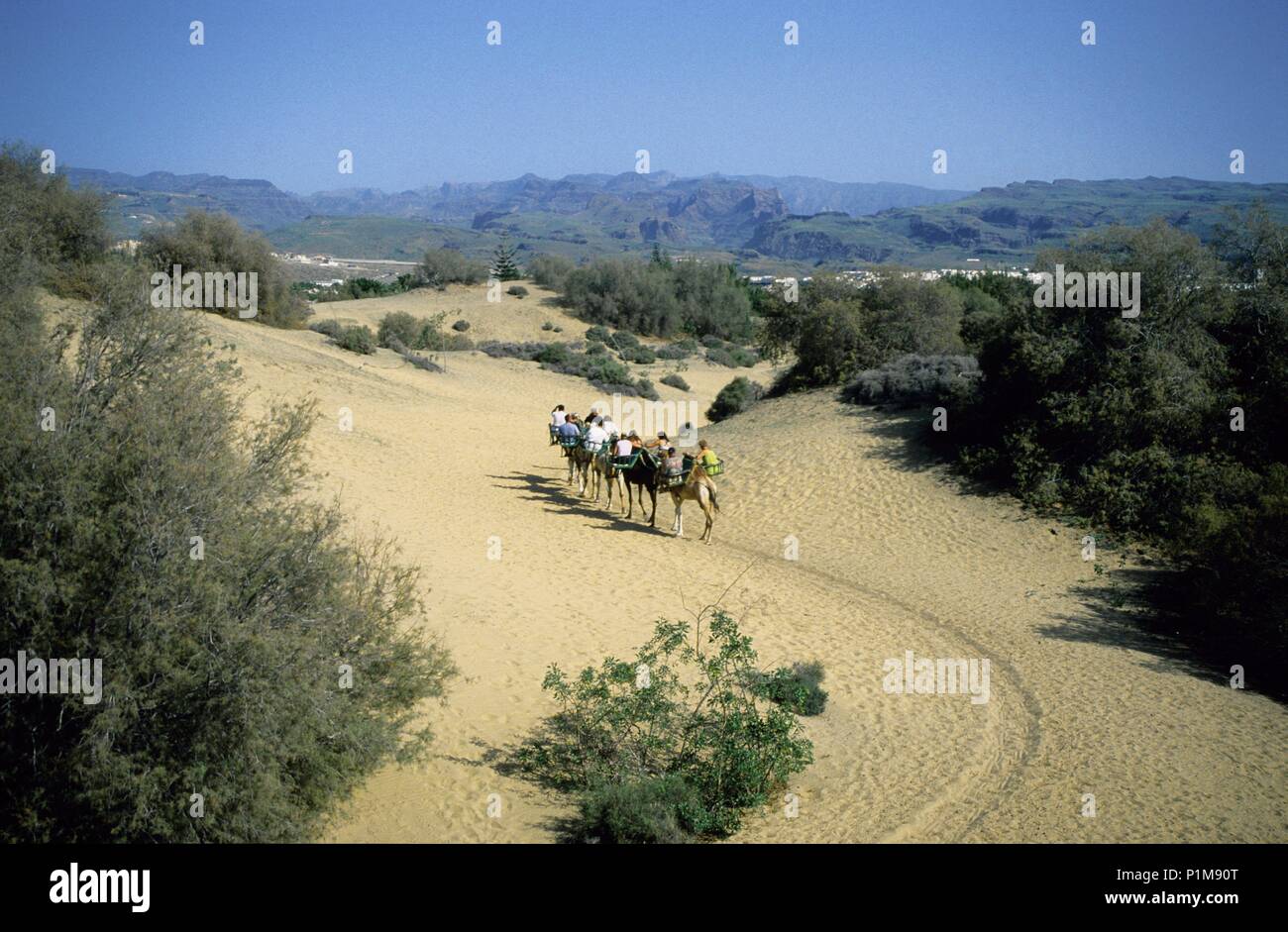 Playa de / Maspalomas beach; tourists riding camels at the sand dunes ...