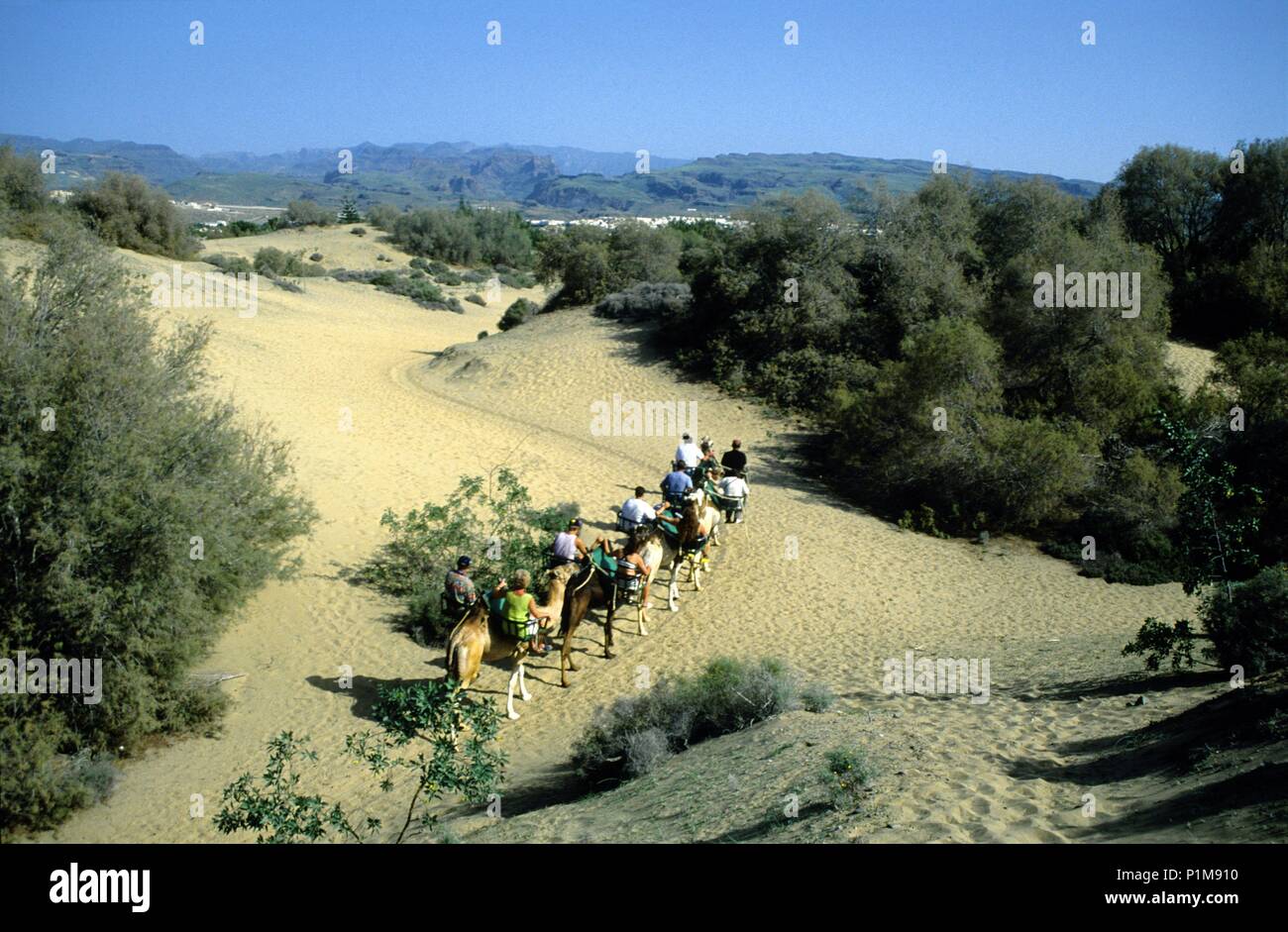 Playa de / Maspalomas beach; tourists riding camels at the sand dunes ...