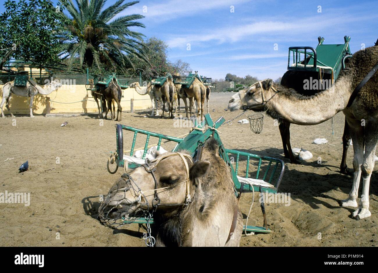 Maspalomas gran canaria camels hi-res stock photography and images - Alamy