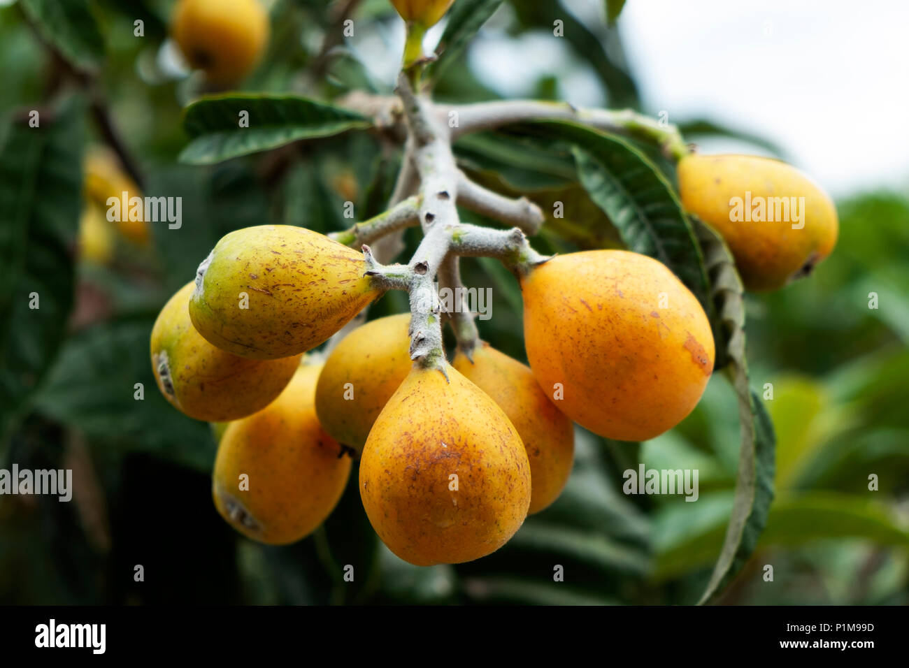 closeup of bunch of loquats hanging on the branch of a tree in an ...