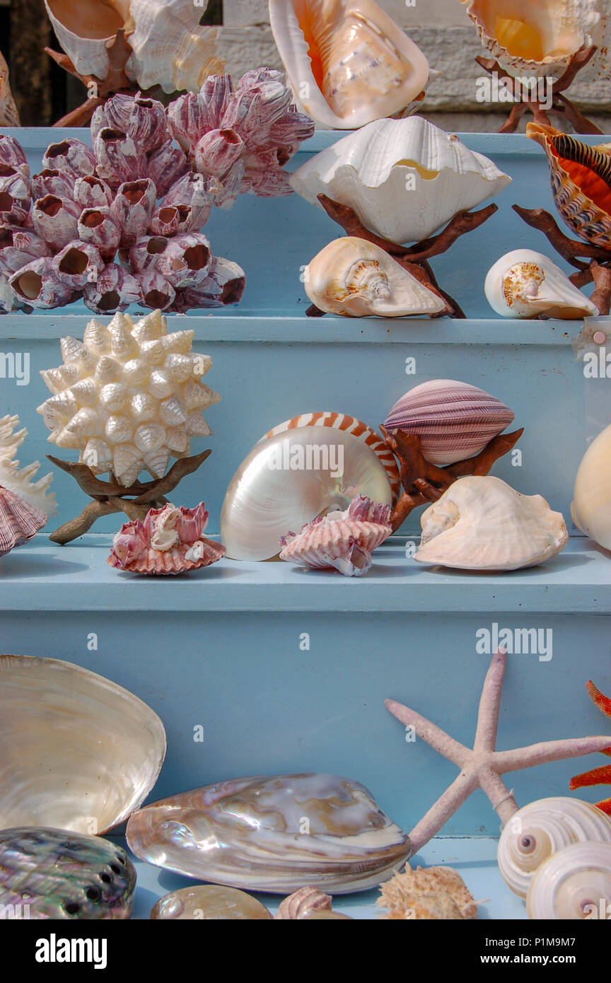 Sea shells on marco island hi-res stock photography and images - Alamy