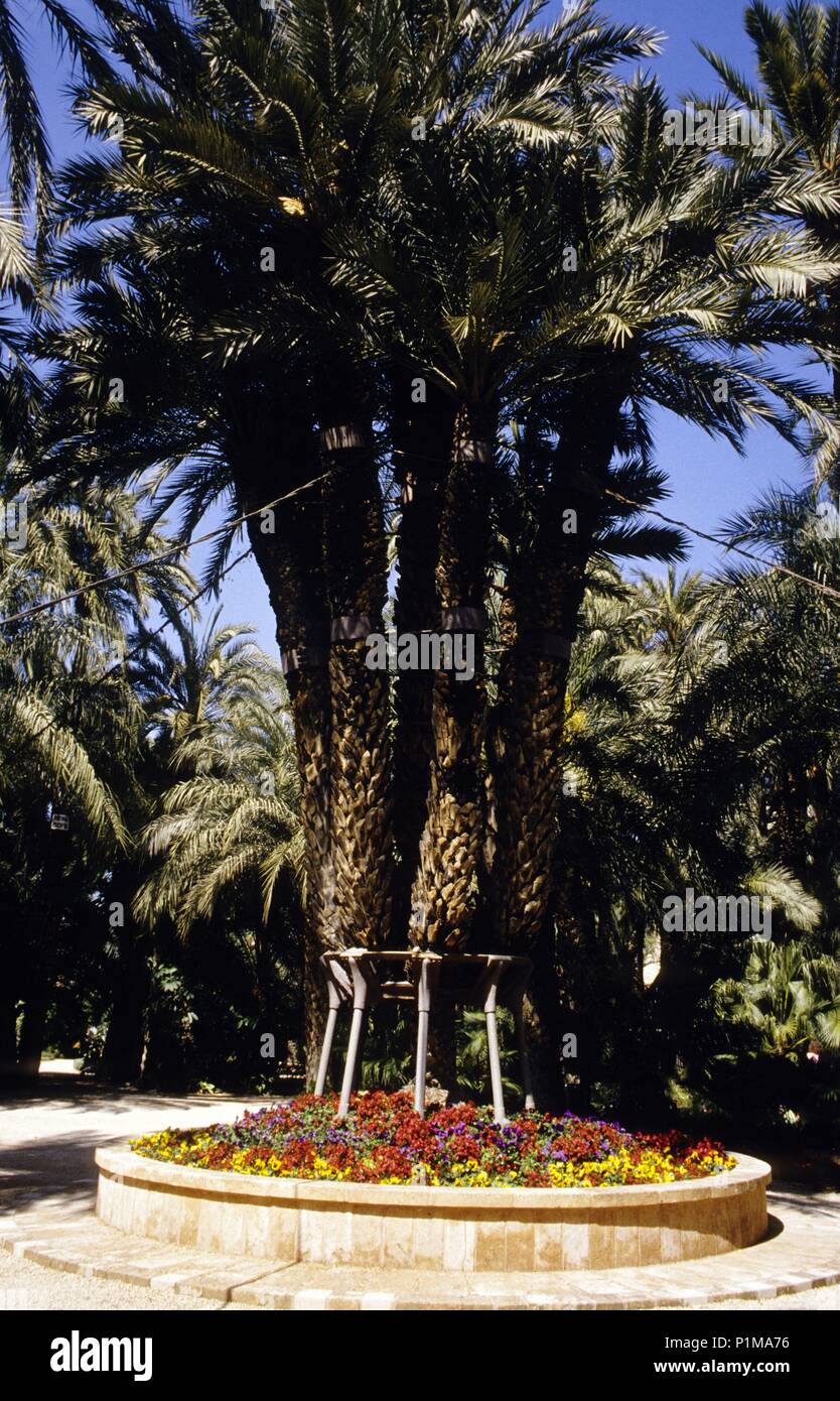 Imperial palm tree elche hi-res stock photography and images - Alamy