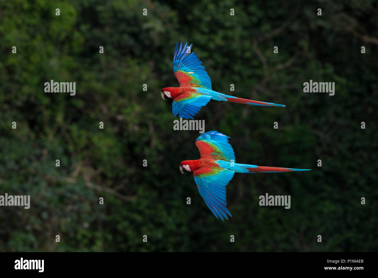 Red-and-green Macaws flying in Brazil Stock Photo - Alamy