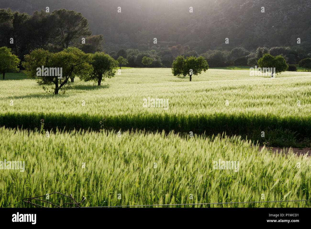 Mallorca trees hi-res stock photography and images - Alamy