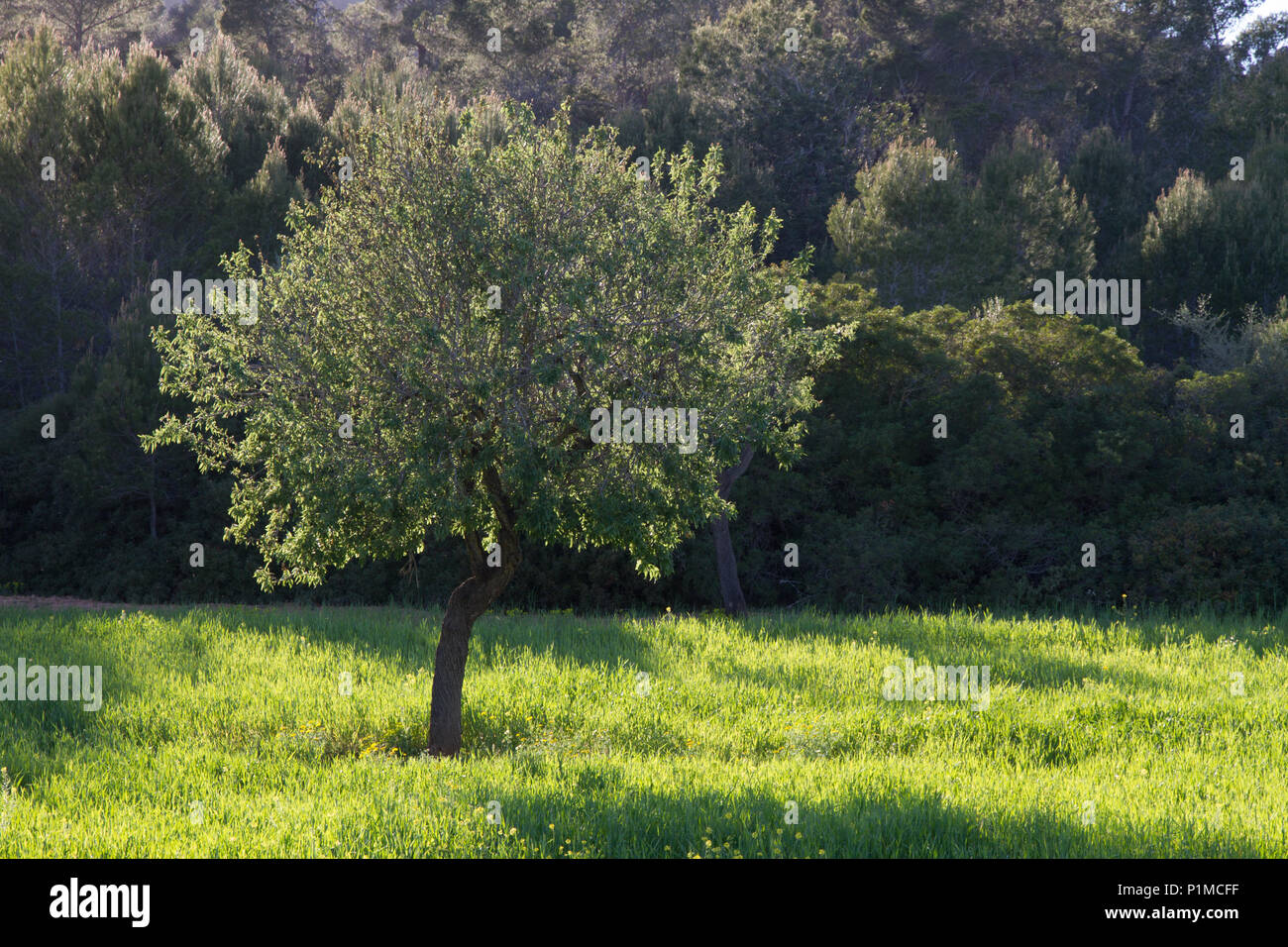 Tree landscape with nature hi-res stock photography and images - Alamy