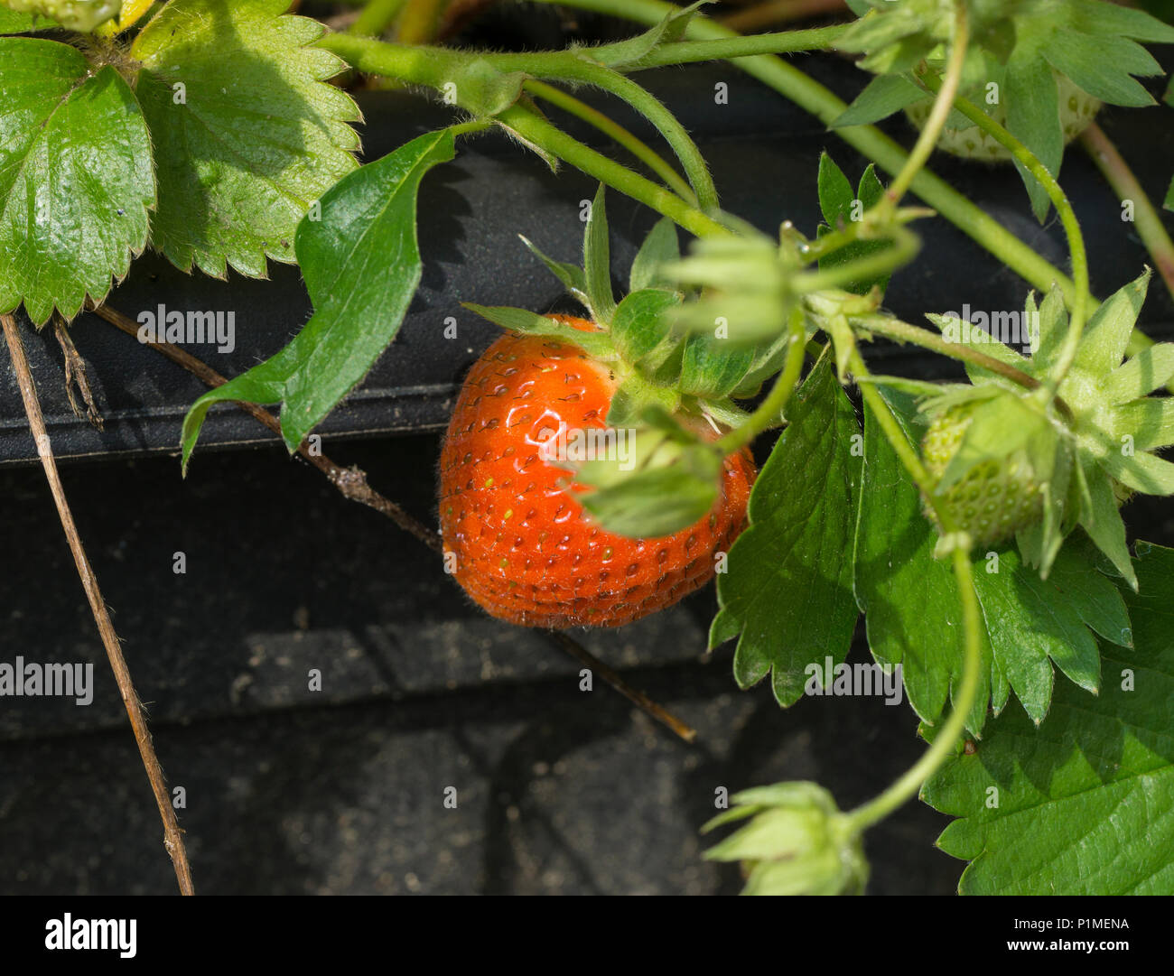 Allan berry hi-res stock photography and images - Alamy