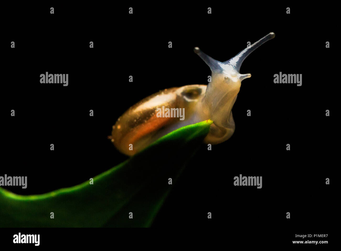 Close up macro photograph of a blue shiny snail slithering on a leaf ...