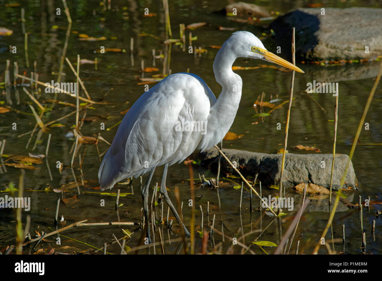 eastern great egret (Ardea alba modesta) Shinjuku Gyoen National Garden ...