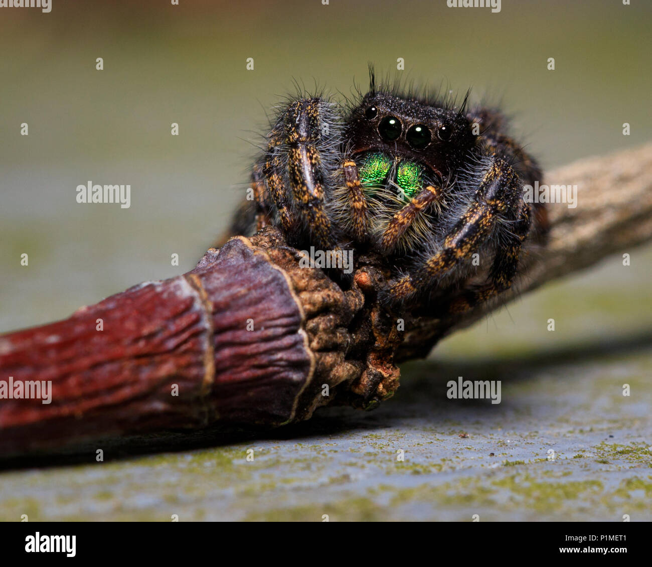 Cute stick insect hi-res stock photography and images - Alamy