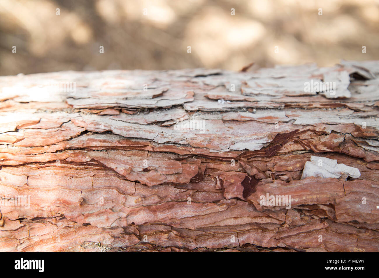 trunk with splintery bark Stock Photo - Alamy