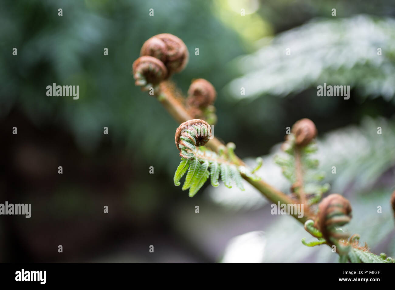 Closeup Fern Unrolling High Resolution Stock Photography and Images - Alamy